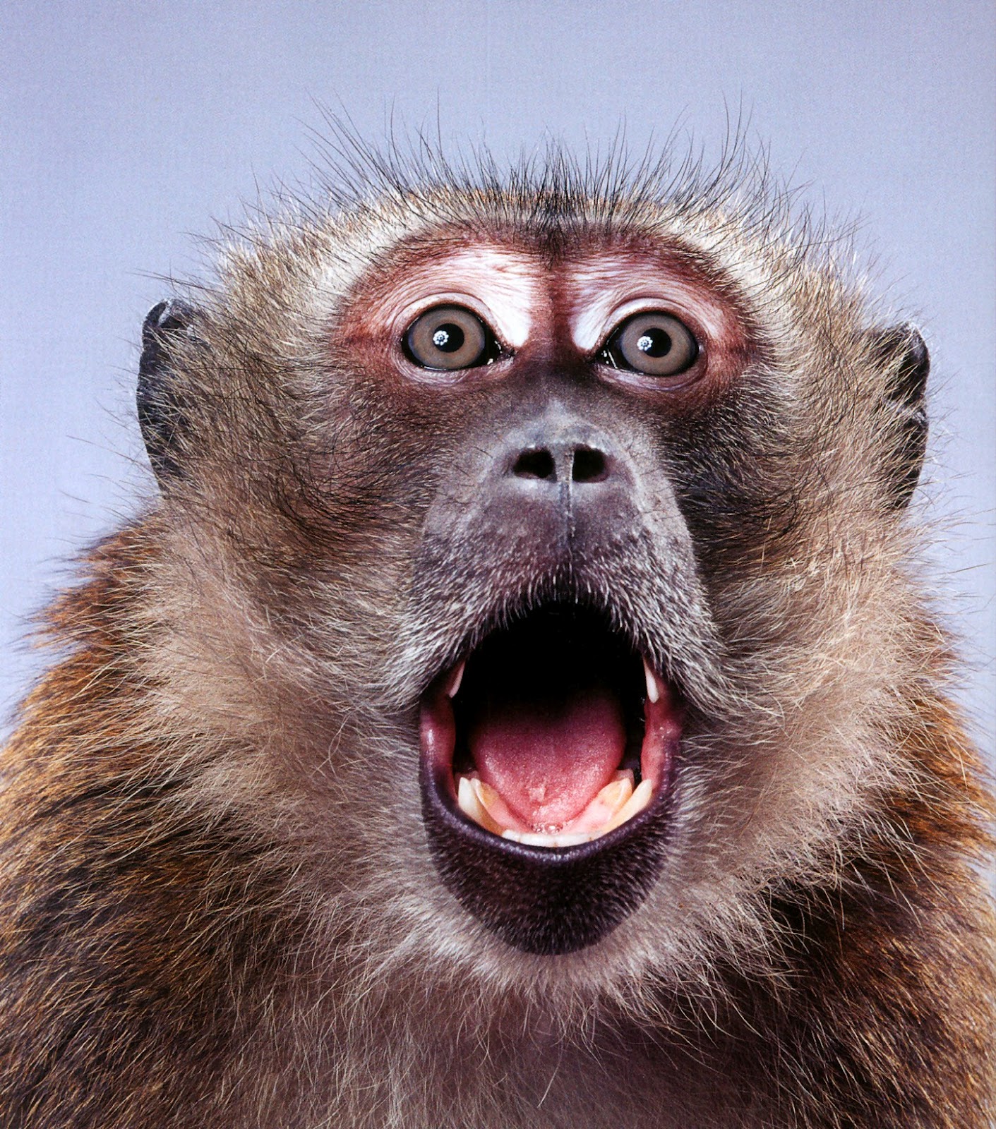 A View from the Beach: Your Friday Starving Monkey Dacker