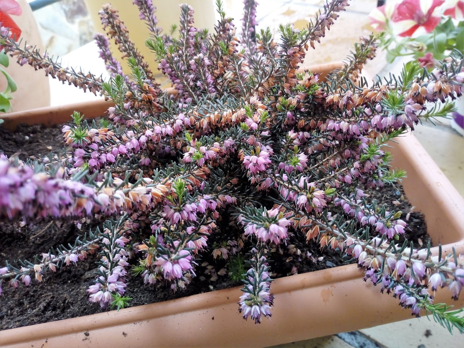 Biosfera vegetal.: Brezo rosado (Erica x darleyensis).