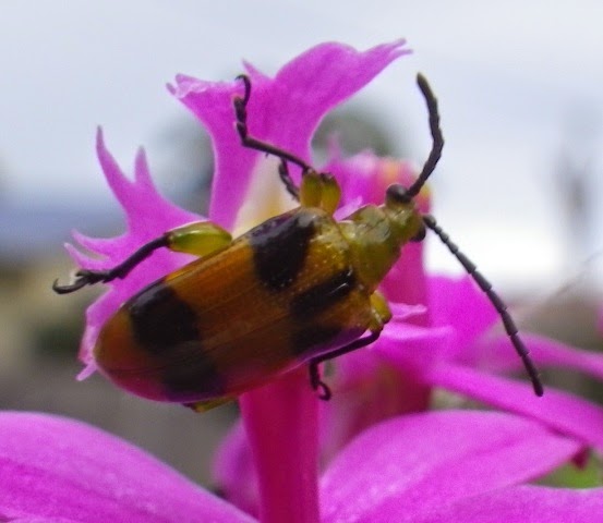 Cate Ellink: Wildlife Wednesday - orchid beetle