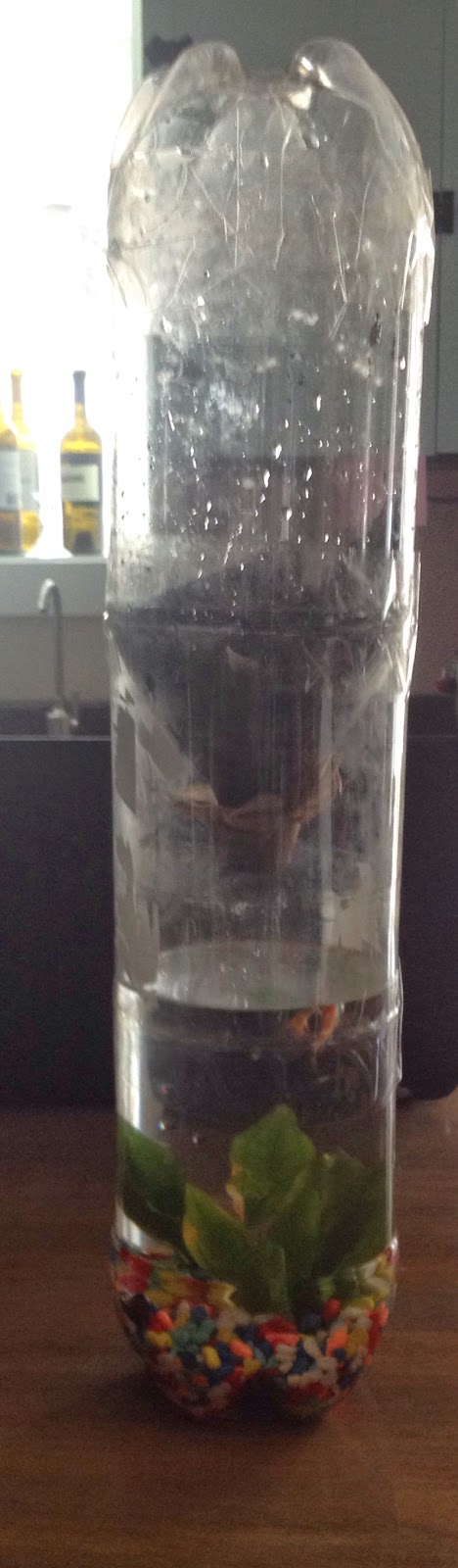 Scott School: Ecosystem in a Bottle Science Project...