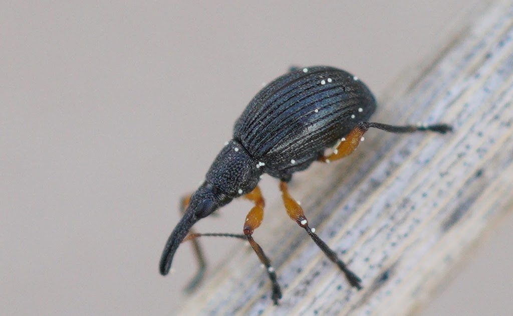 Variety of Life: Apion