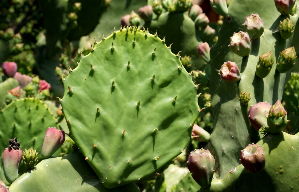 A photo, A thought............: Food: My culinary experiments.............