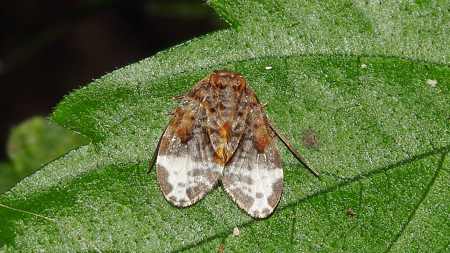 台灣-鳥類與昆蟲-自然觀察記錄: 台灣卵翅蛾 Neopseustis meyricki/Neopseustidae 卵翅蛾科