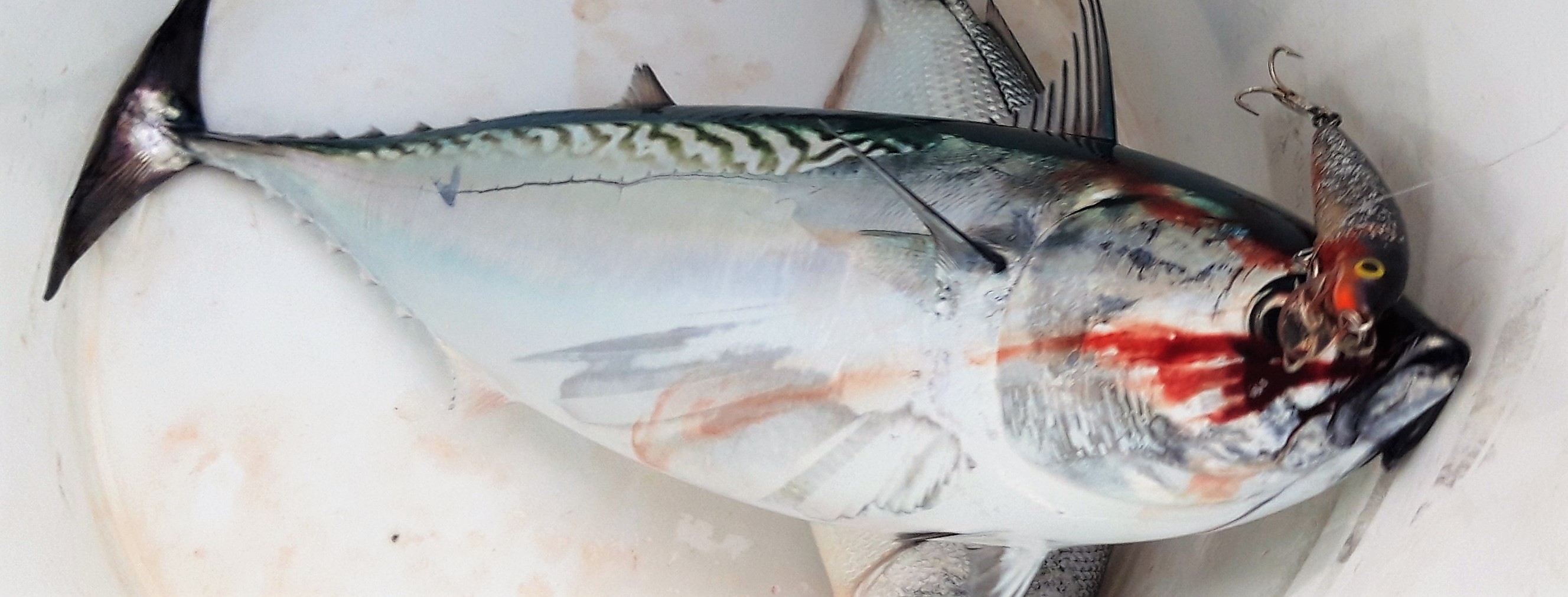 PESCA Y GASTRONOMÍA: LOS OTROS BONITOS DEL CANTÁBRICO