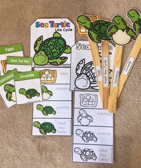 Sea Turtle Life Cycle Easy Craft ~ Preschool Printables