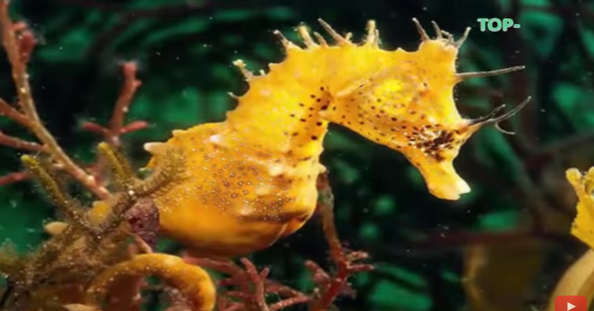 10 animal created by science - Views