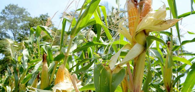 Agroformation: Maize