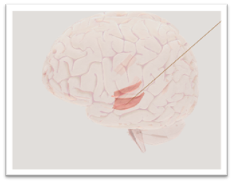 CORTEZA CEREBRAL Y COMPLEJIDAD HUMANA: SISTEMA LIMBICO - ESTRUCTURA Y ...