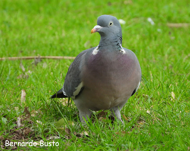 RÍA DE LA VILLA: Torcaces