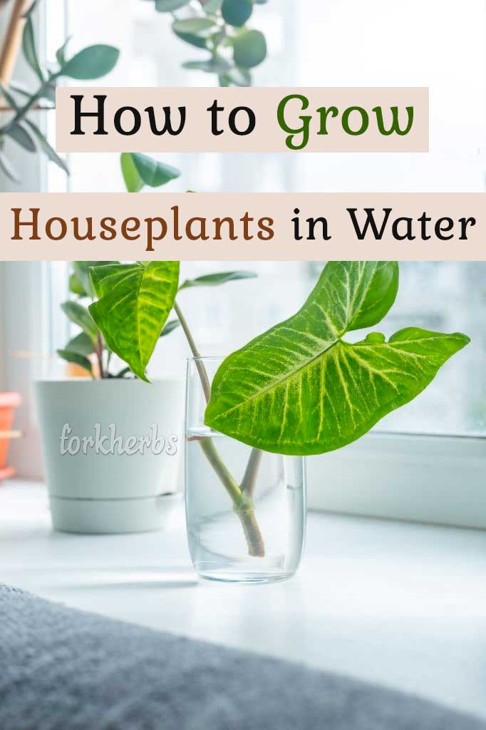 How to Grow Houseplants in Water