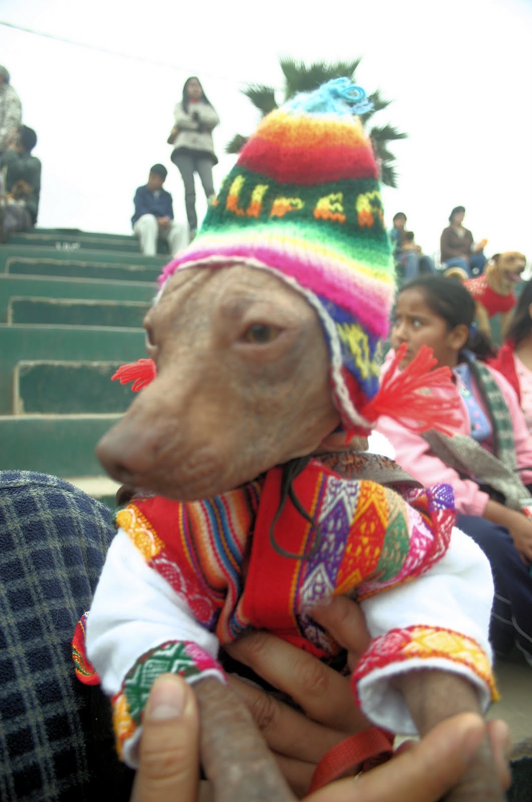 PERRO PERUANO TOMMY: MAS INFORMACIÓN SOBRE EL PERRO PERUANO.