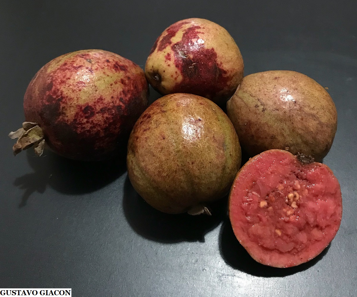 Viveiro Ciprest - Plantas Nativas e Exóticas: Goiaba Roxa de Folhas ...