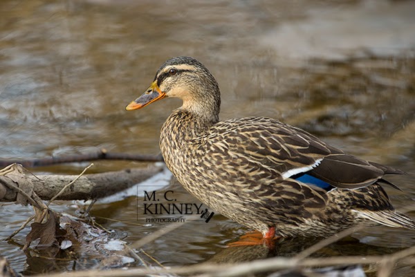 Tracy's Bird Blog: Mallard Ducks - 1000 Islands Environmental Center ...