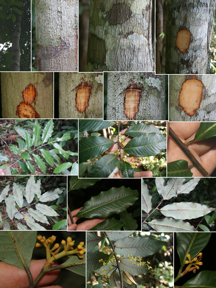 Selva Brasílica: Virola carinata, Myristicaceae