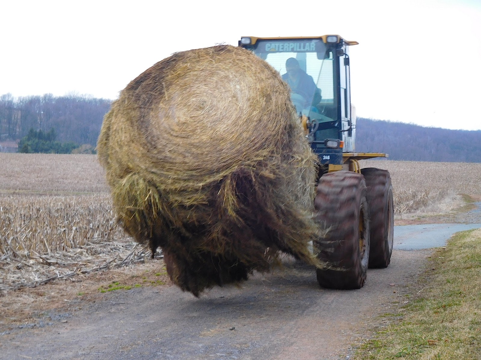 Life is Good : ): Fences, birds, hay and a recipe