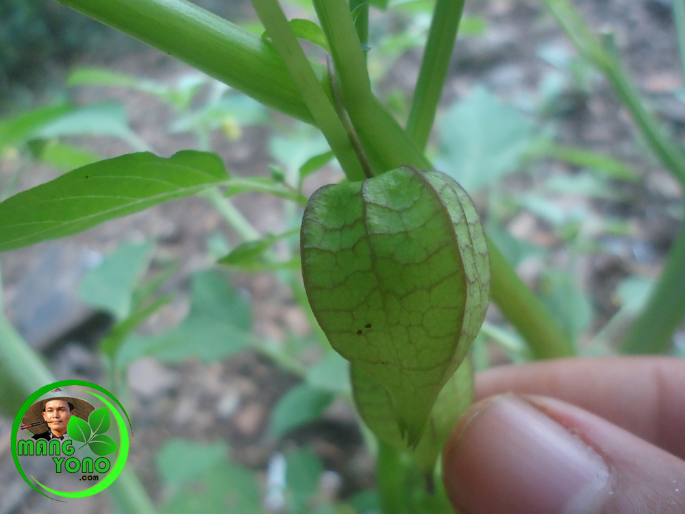 53+ Baru Cecendet, Bunga Hias