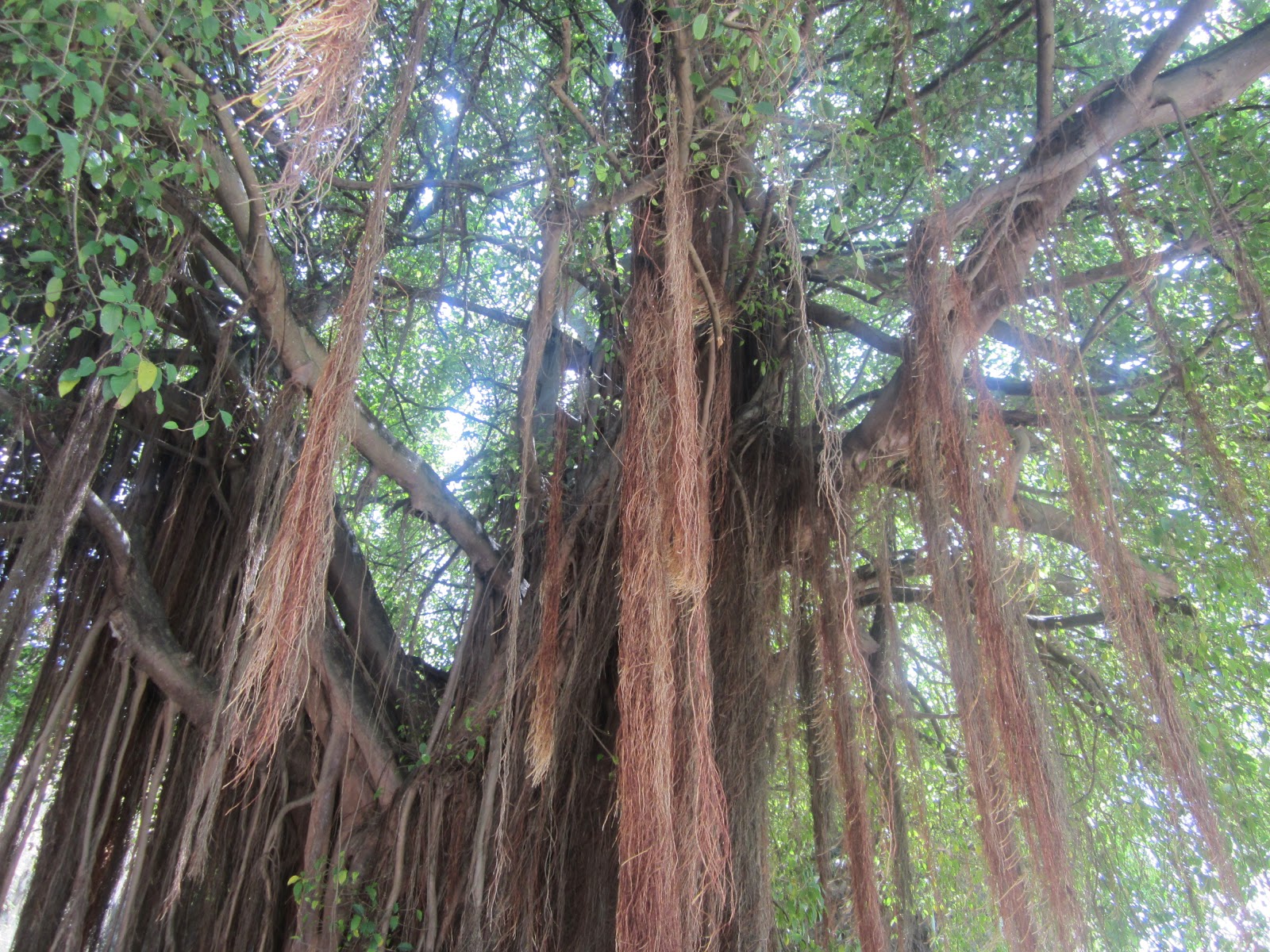 east coast heart and a west coast mentality: NASBR conference in Puerto ...