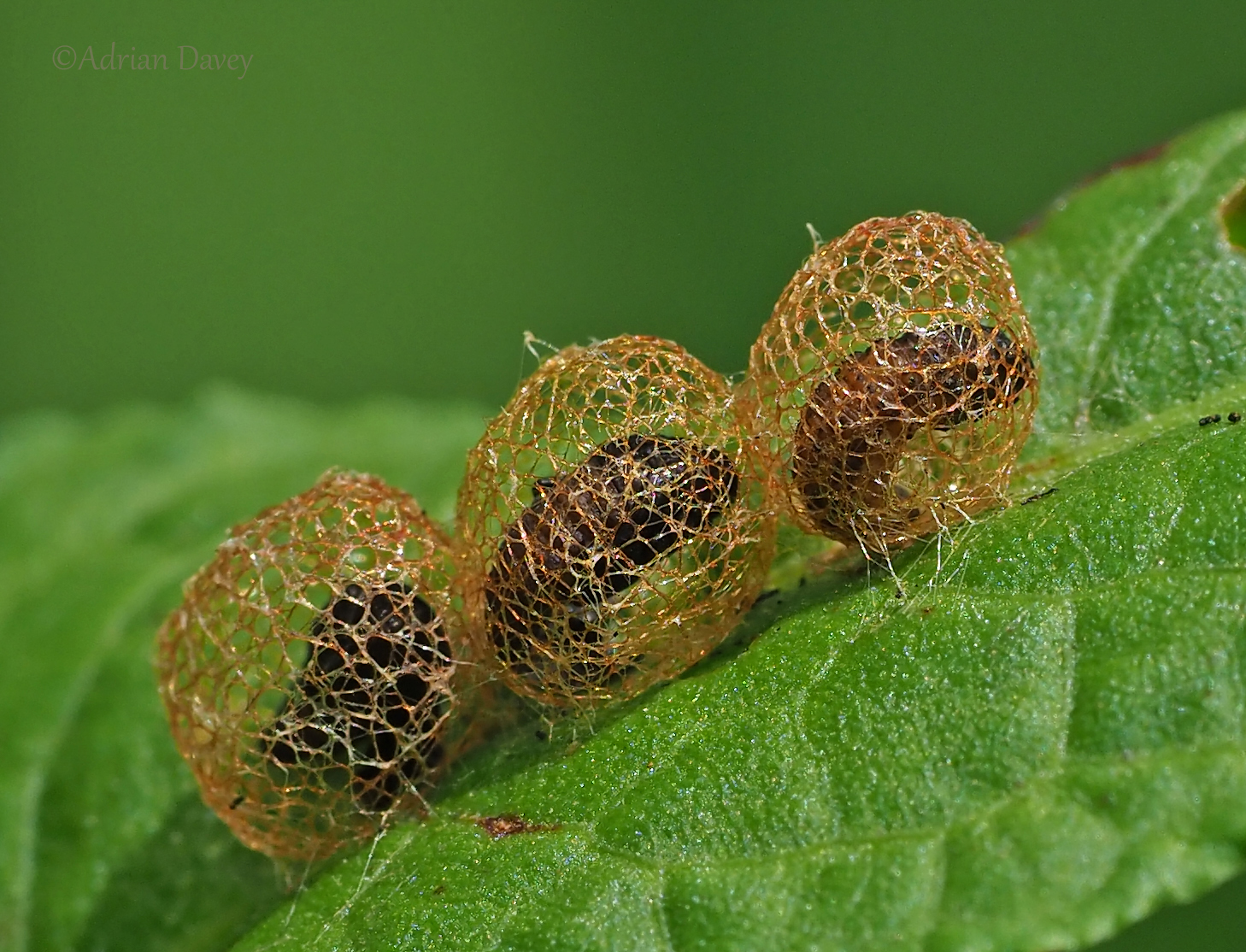 Adrian Davey Wildlife Photography Diary: Cocoons