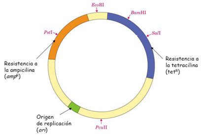 Apuntes de Biotecnología: Vectores de transformación genética