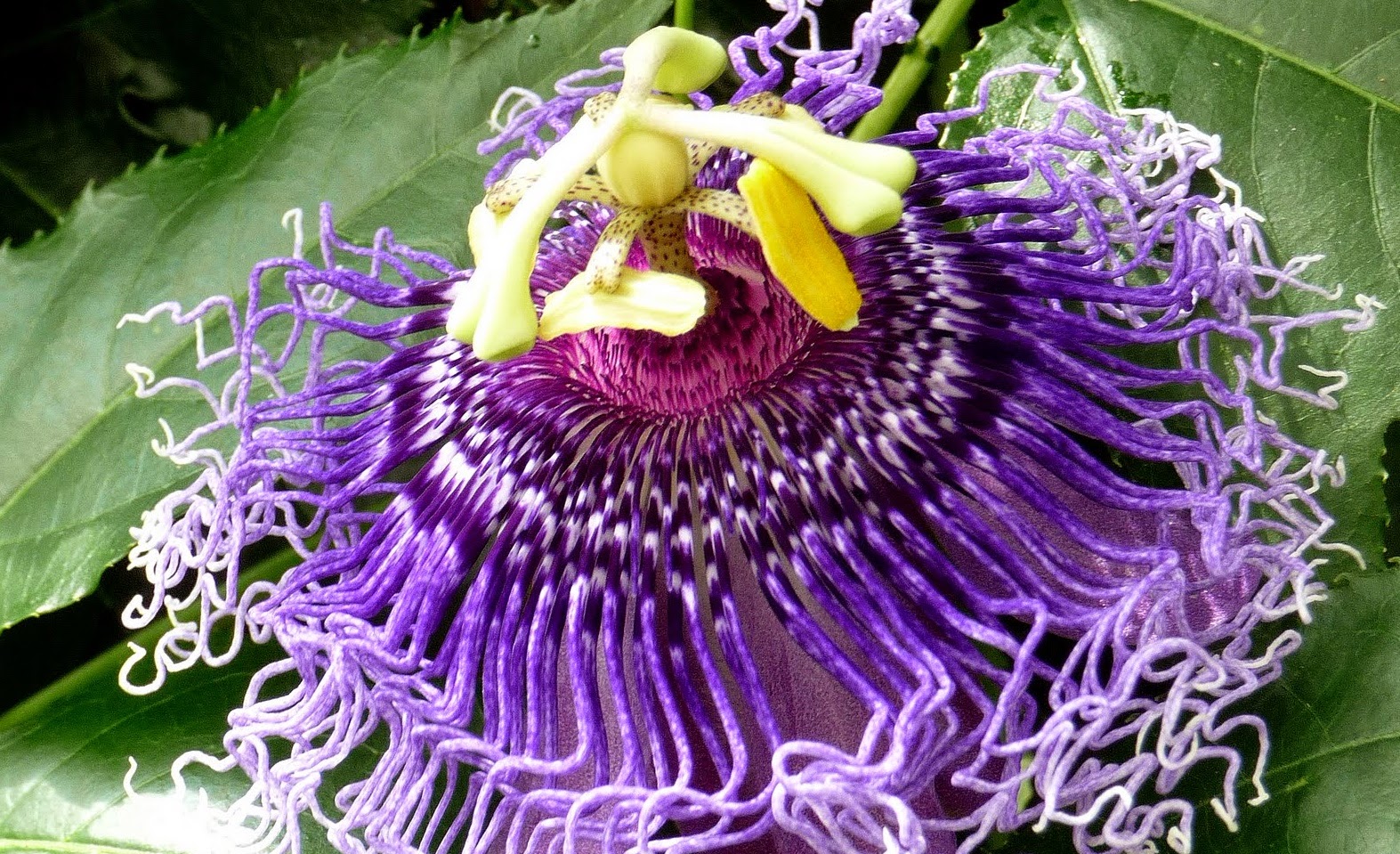 GROW PASSIFLORA INCARNATA SEEDS |The Garden of Eaden