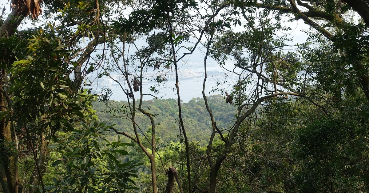消耗五百食翻一千※香港行山記: 大埔滘藍路 Tai Po Kau Forest Blue Walk