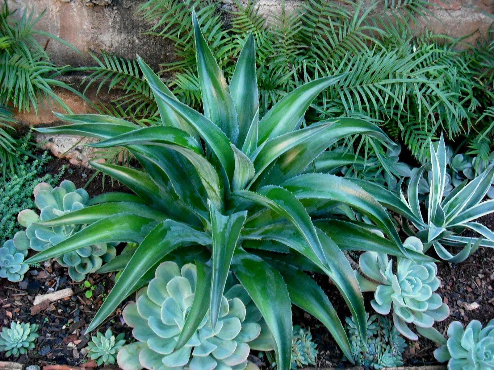 CASA'ART: MINHAS PLANTINHAS