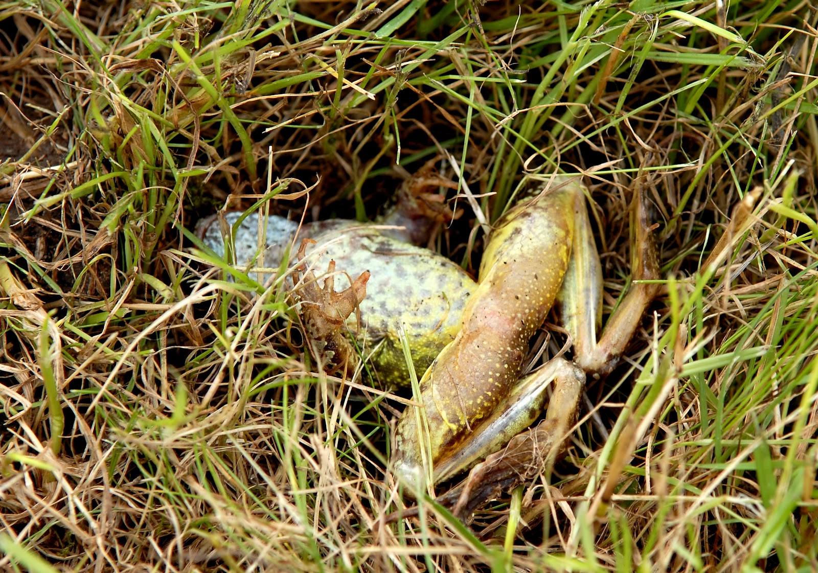 Petersham Meadows: August 2012