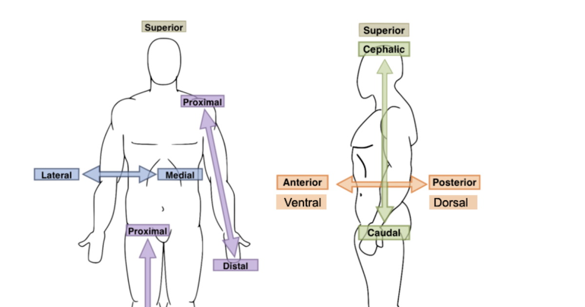 Open Notebook: anterior (ventral), posterior (dorsal), superior ...