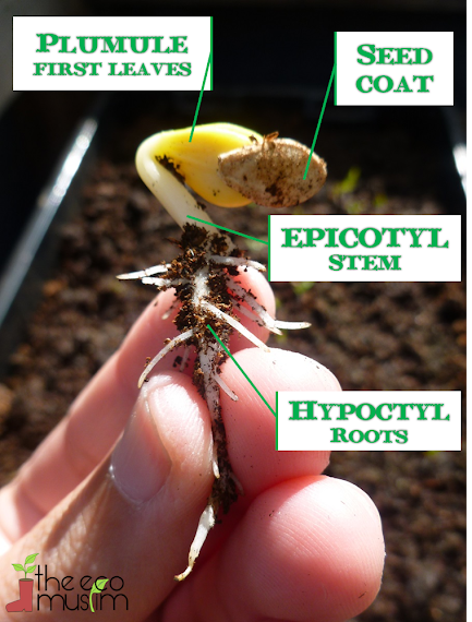 The Germination Process | @TheEcoMuslim