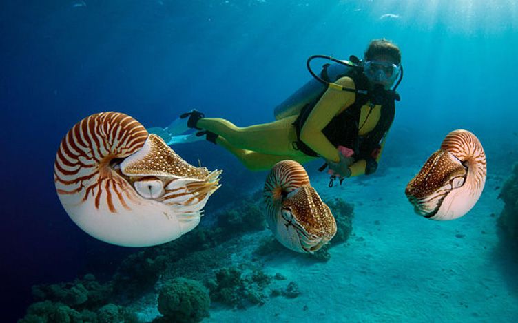 Nautilus una especie prehistórica, pero no extinta