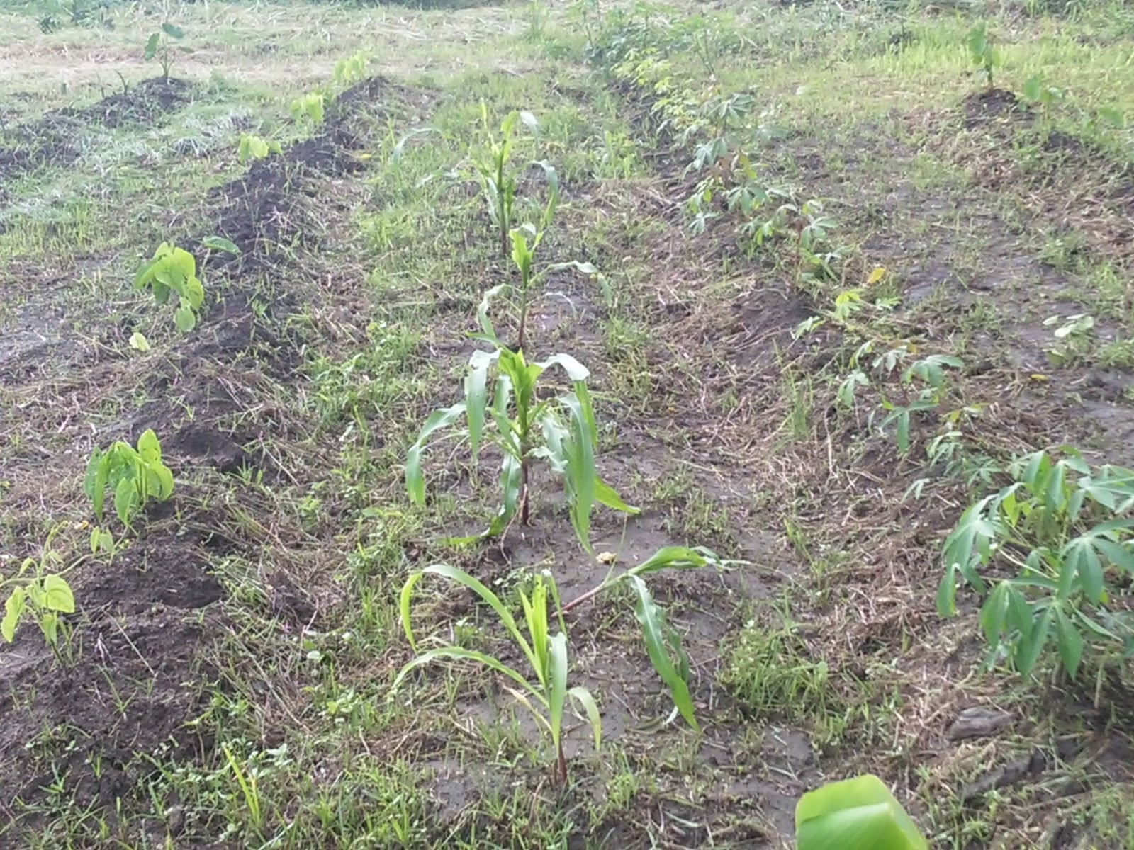 VISIÓN AGROECOLÓGICA: Segundo Avance del Conuco Agroecológico en Guanarito