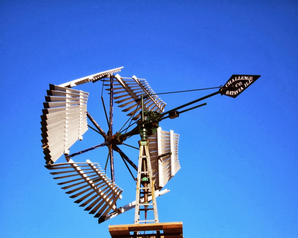 Doves Today: Wind flowers