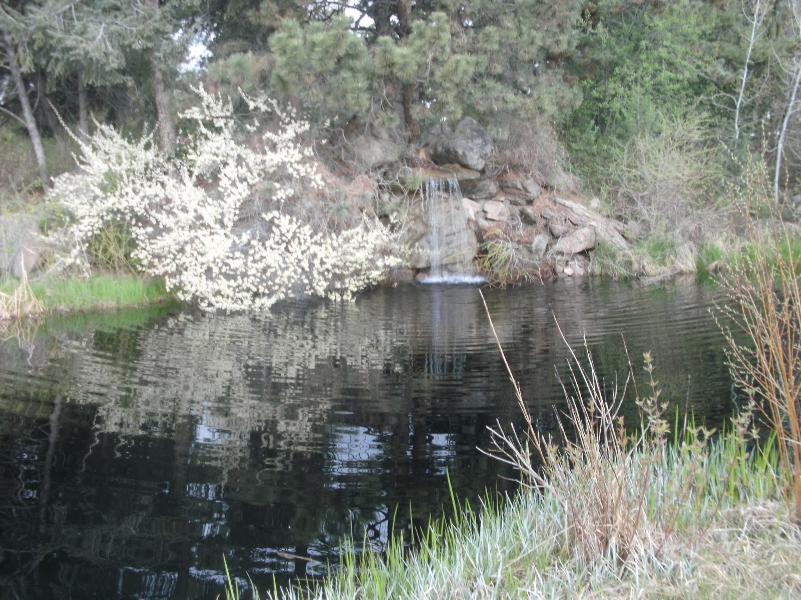 Explore Colorado: Denver Botanic Gardens ~ Spring Flowers
