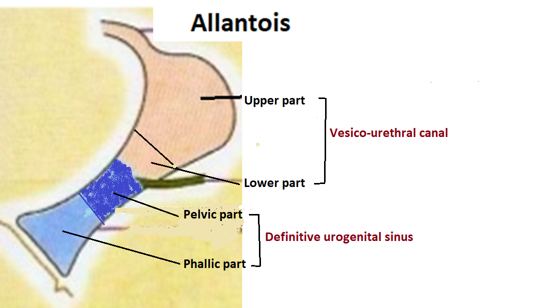 easyhumanatomy: Embryology of cloaca : derivative and easiest summary