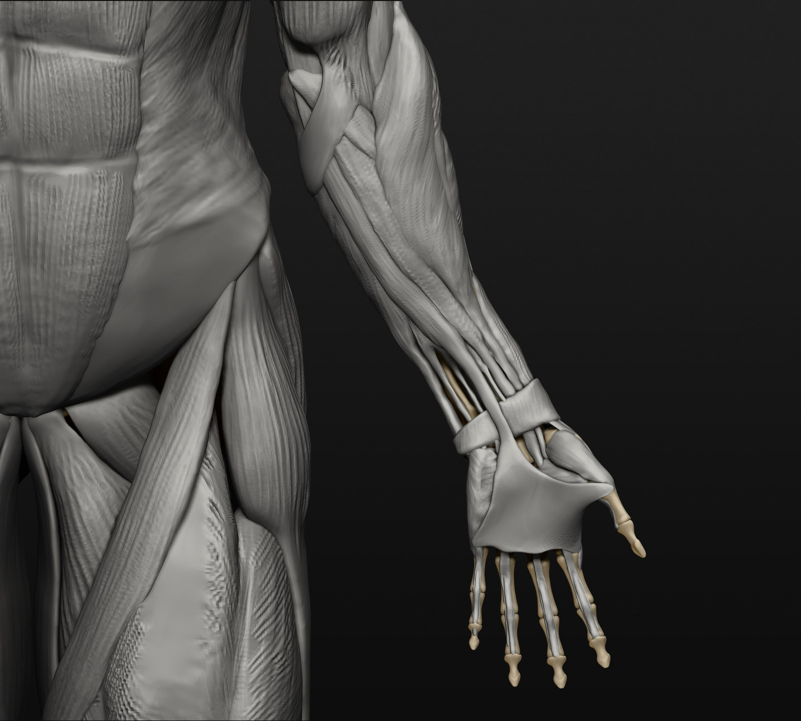 Excited Monkey: Average male ecorche.