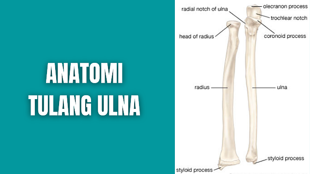 Anatomi Tulang Ulna Pada Manusia - Anatomi Tutorial