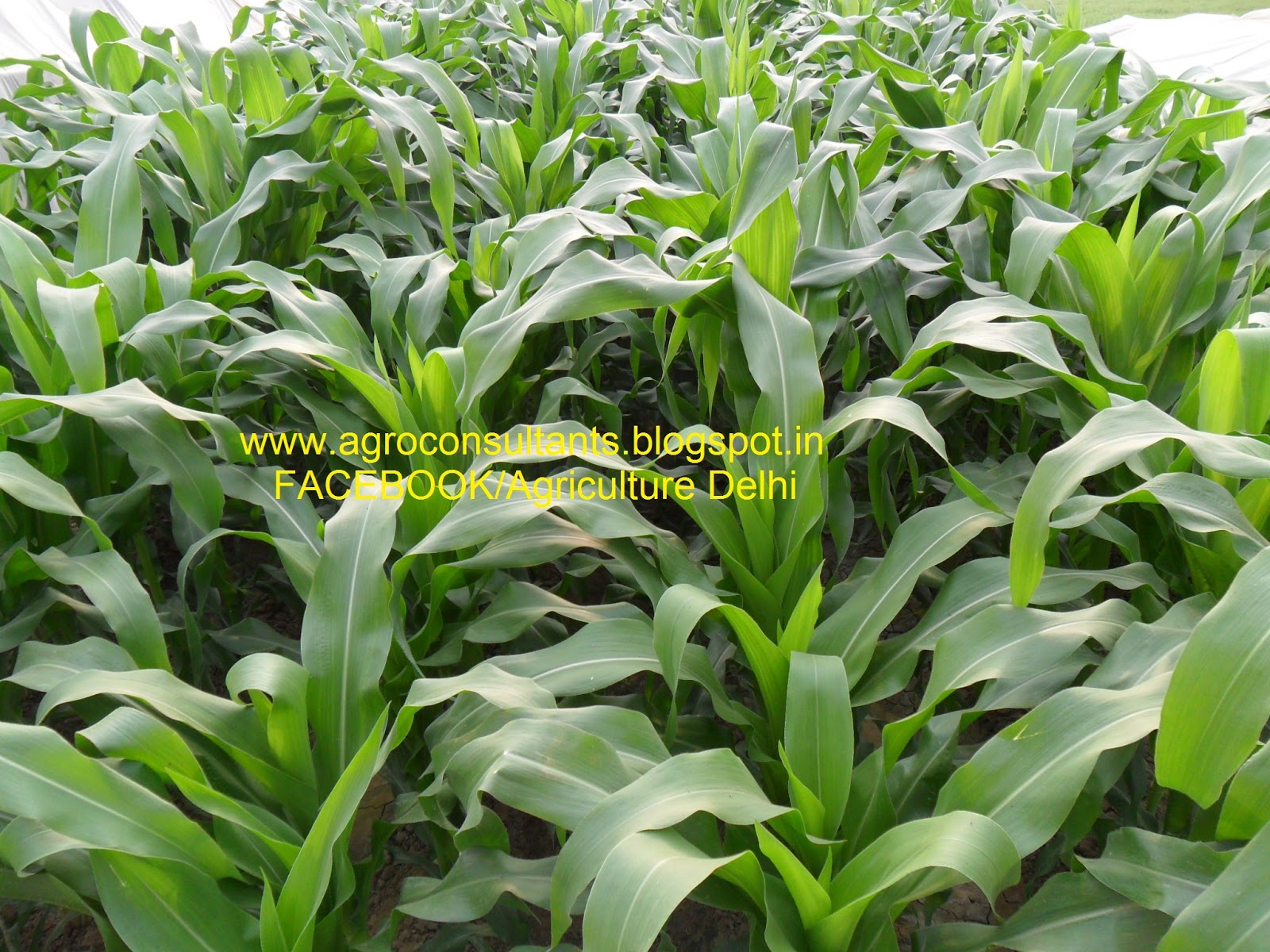 Somesh Jha: Corn maize MAKKA makki bhutta chhalli