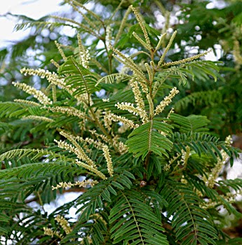 Jyotish and Tantra : Money tree Shami स्वर्ण वृक्ष शमी