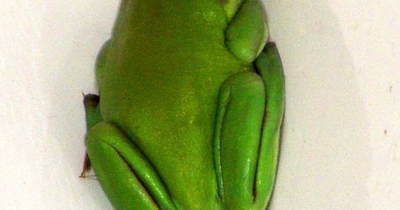 Days on the Claise: Pearson's Tree Frog