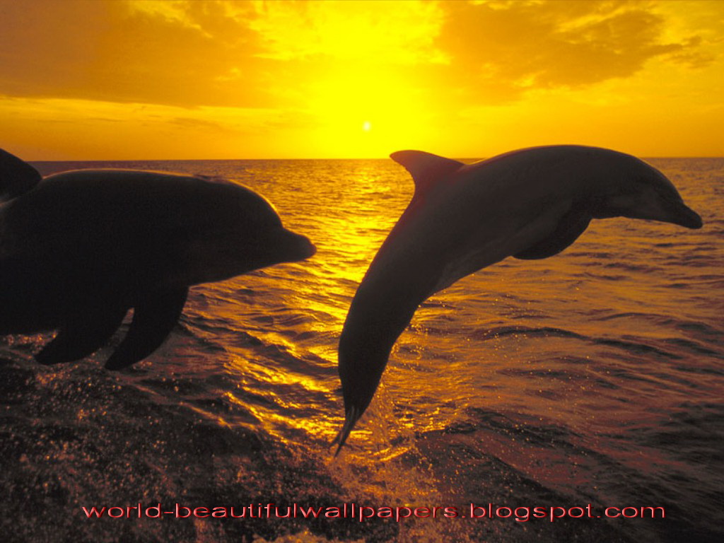 Beautiful Dolphins | Zone Wallpaper Backgrounds