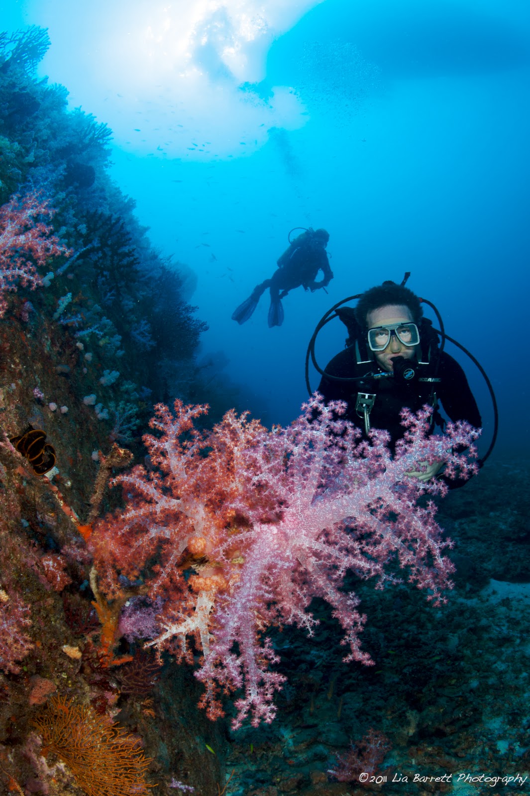 Similan Diving Safaris: Similan Diving Safaris SDS#27