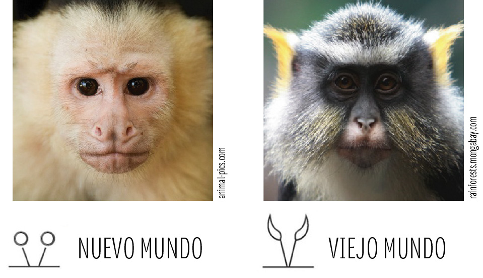 Curios: El viaje de la evolución: los últimos 40 millones de años