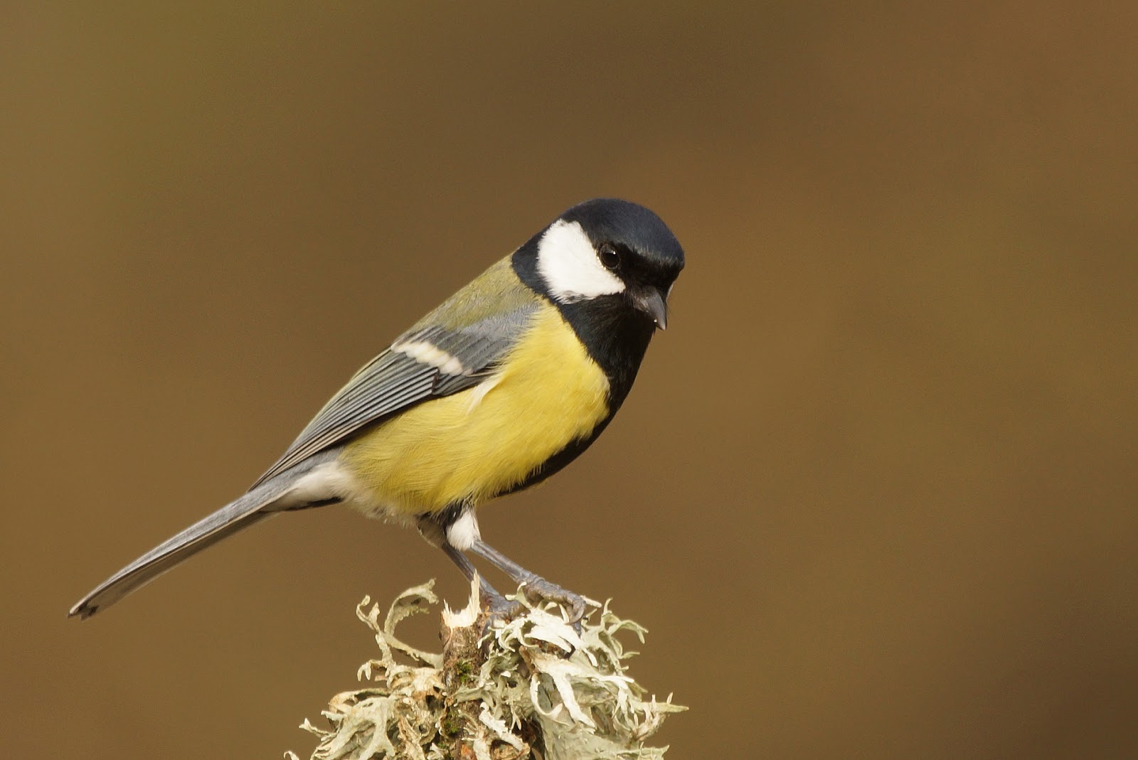 Pasión por las aves: Carbonero común.(Parus major)