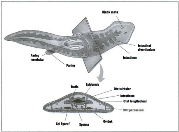 Mempelajari Turbelarria : Klasifikasi, Morfologi, Anatomi, Cara makan ...