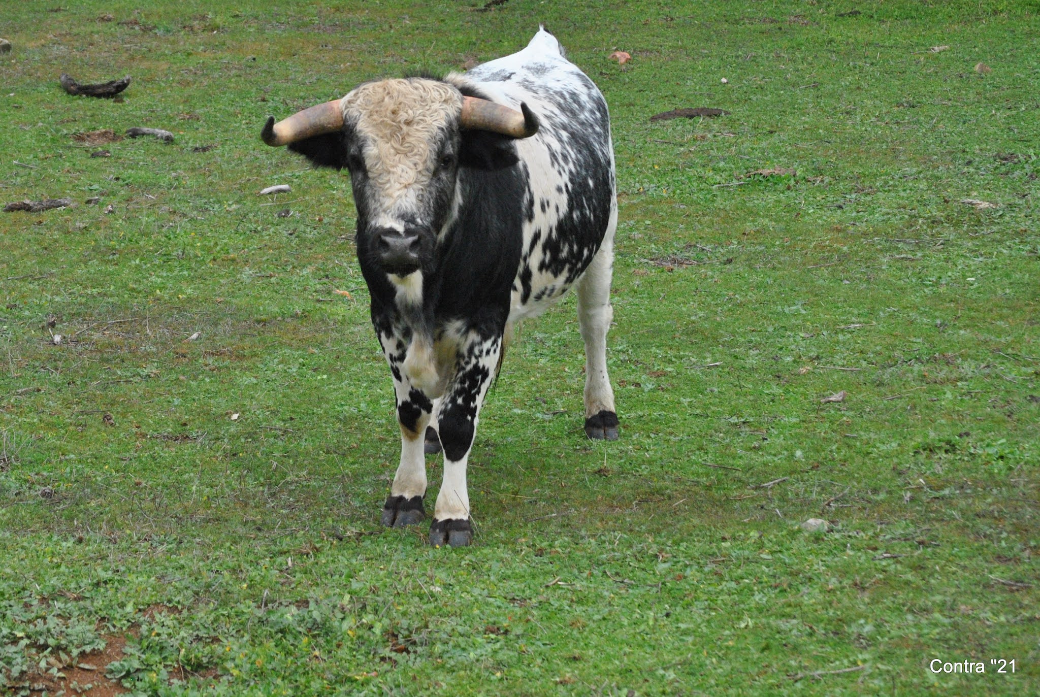 El monosabio: Ganadería Barcial: Los toros guapos
