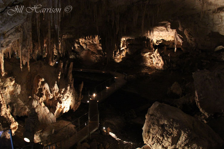 Life Images by Jill: Deep in the Boranup Karri Forest - Western Australia