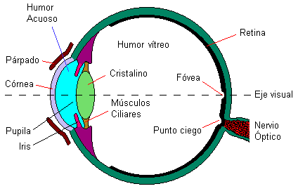 Sensación y Percepción: Visión