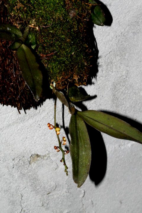 Wild orchids in sumatra: Malleola witteana (Rchb.f.) J.J.Sm. & Schltr ...