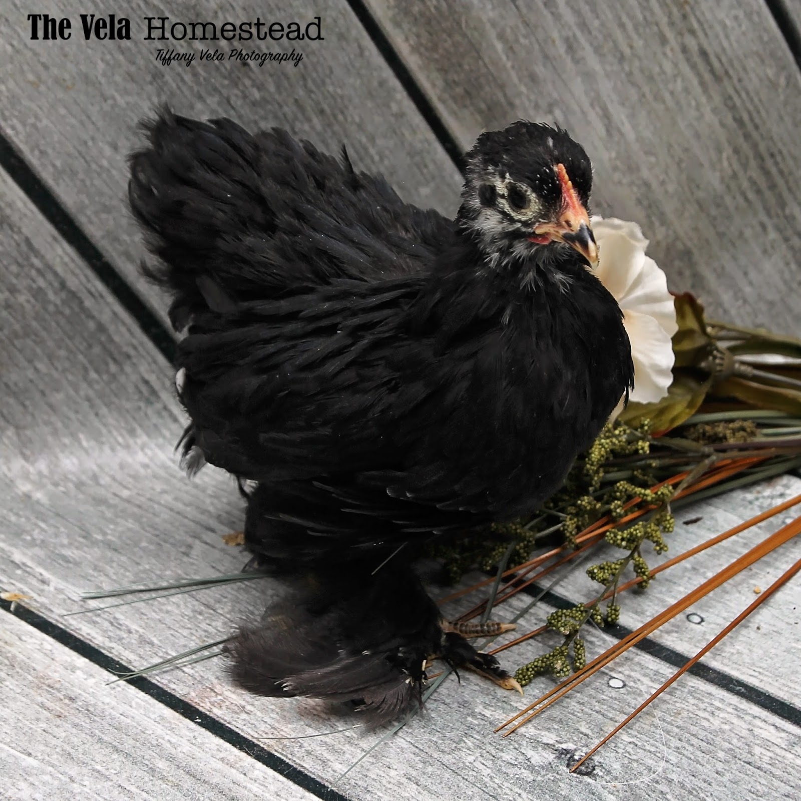 Chickens 5 weeks old! | The Vela Homestead