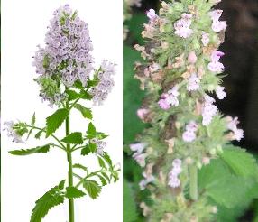 Catnip(Catmint) - Benefits and Uses - Home Remedies | Natural Cure ...